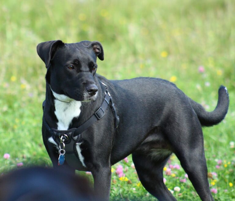 Pitbull Malinois Mix: All You Need to Know! - Patmydoggie