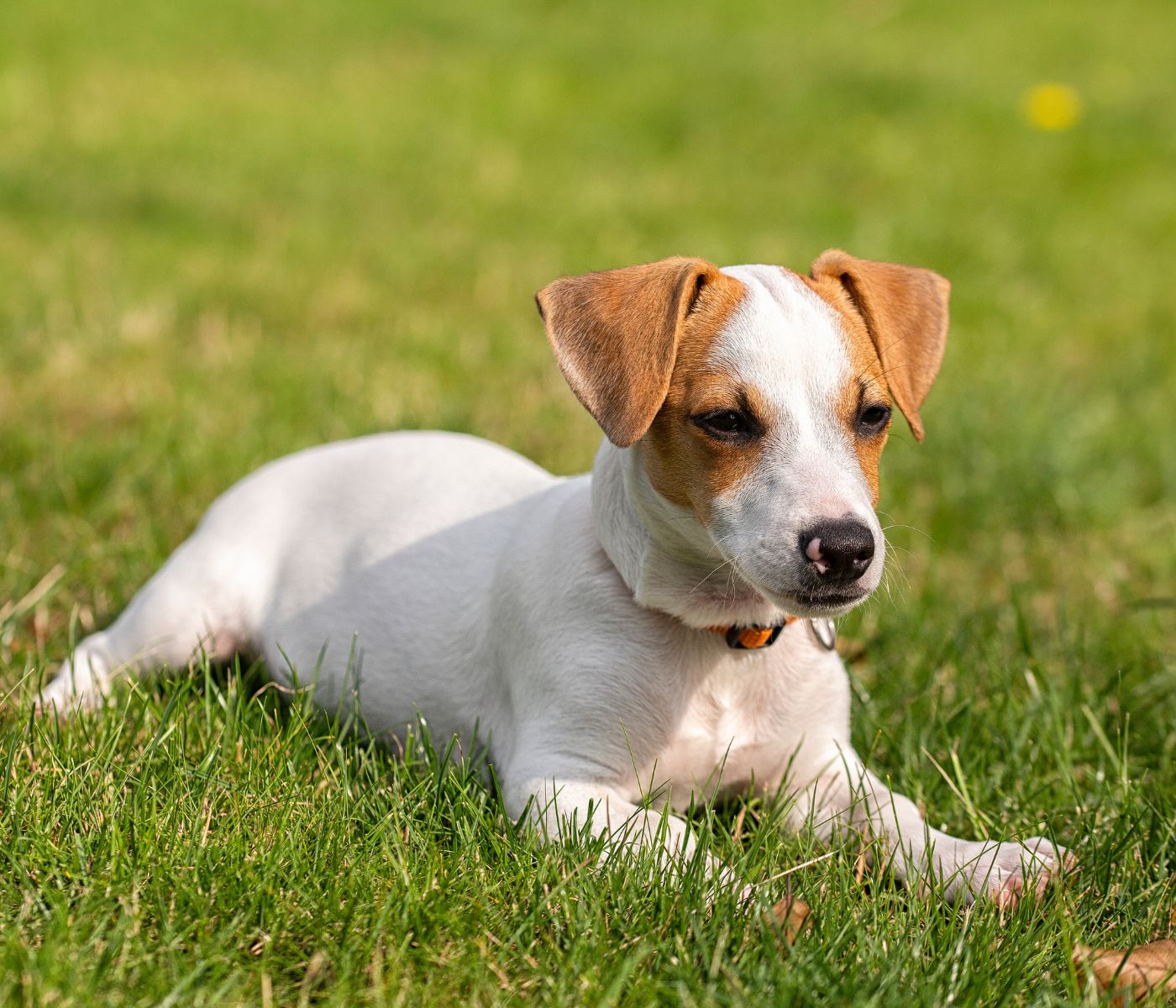 Blue Heeler Husky Mix: Everything you Need to Know - Patmydoggie