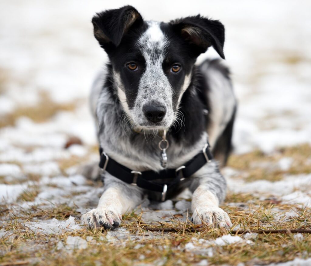 Blue Heeler Husky Mix: Everything you Need to Know - Patmydoggie
