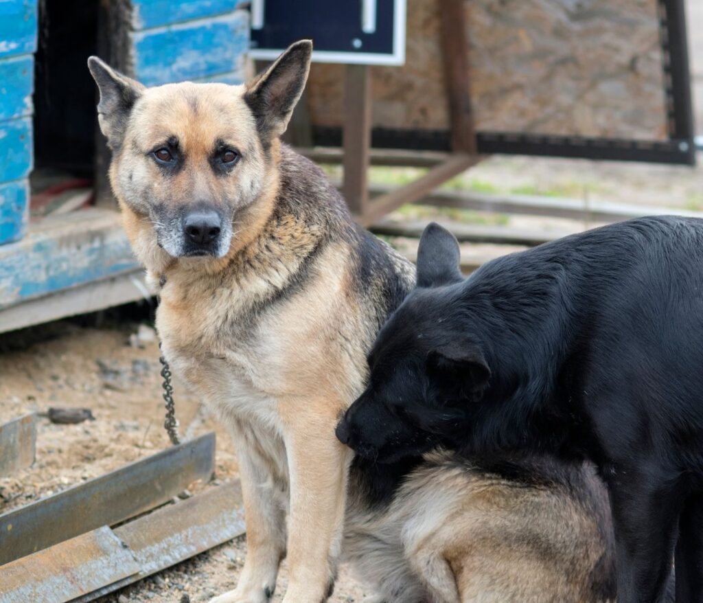 Male vs. Female Dogs: Which one is better for you? - Patmydoggie