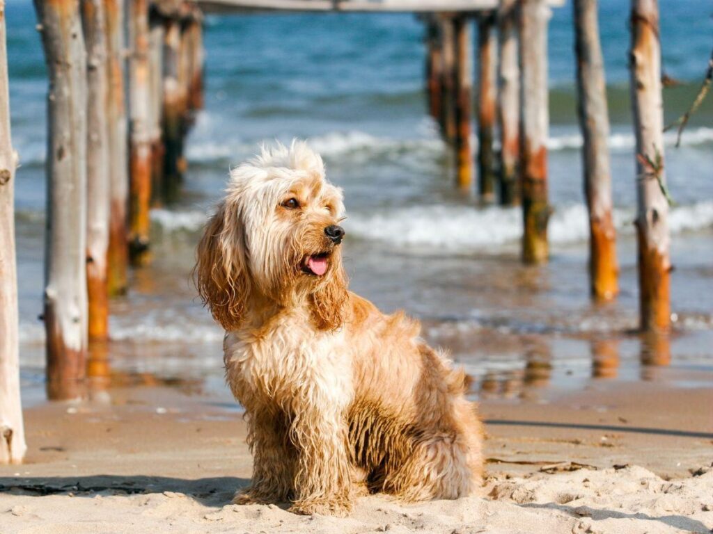 Cocker Spaniel Poodle Mix: The Complete Guide - Patmydoggie