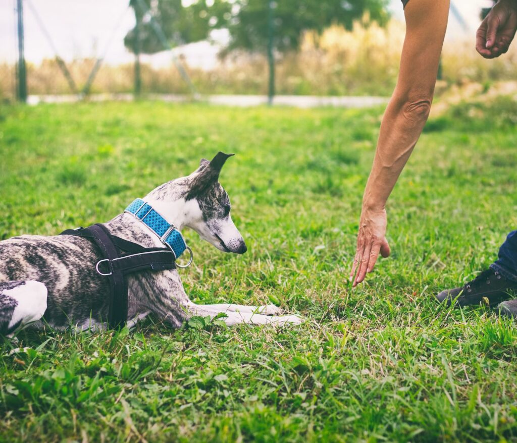How Long does it Take for a Dog’s Knot to go Down? - Patmydoggie