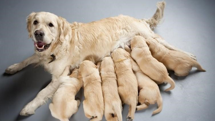 How Long does it Take for a Dog’s Knot to go Down? - Patmydoggie