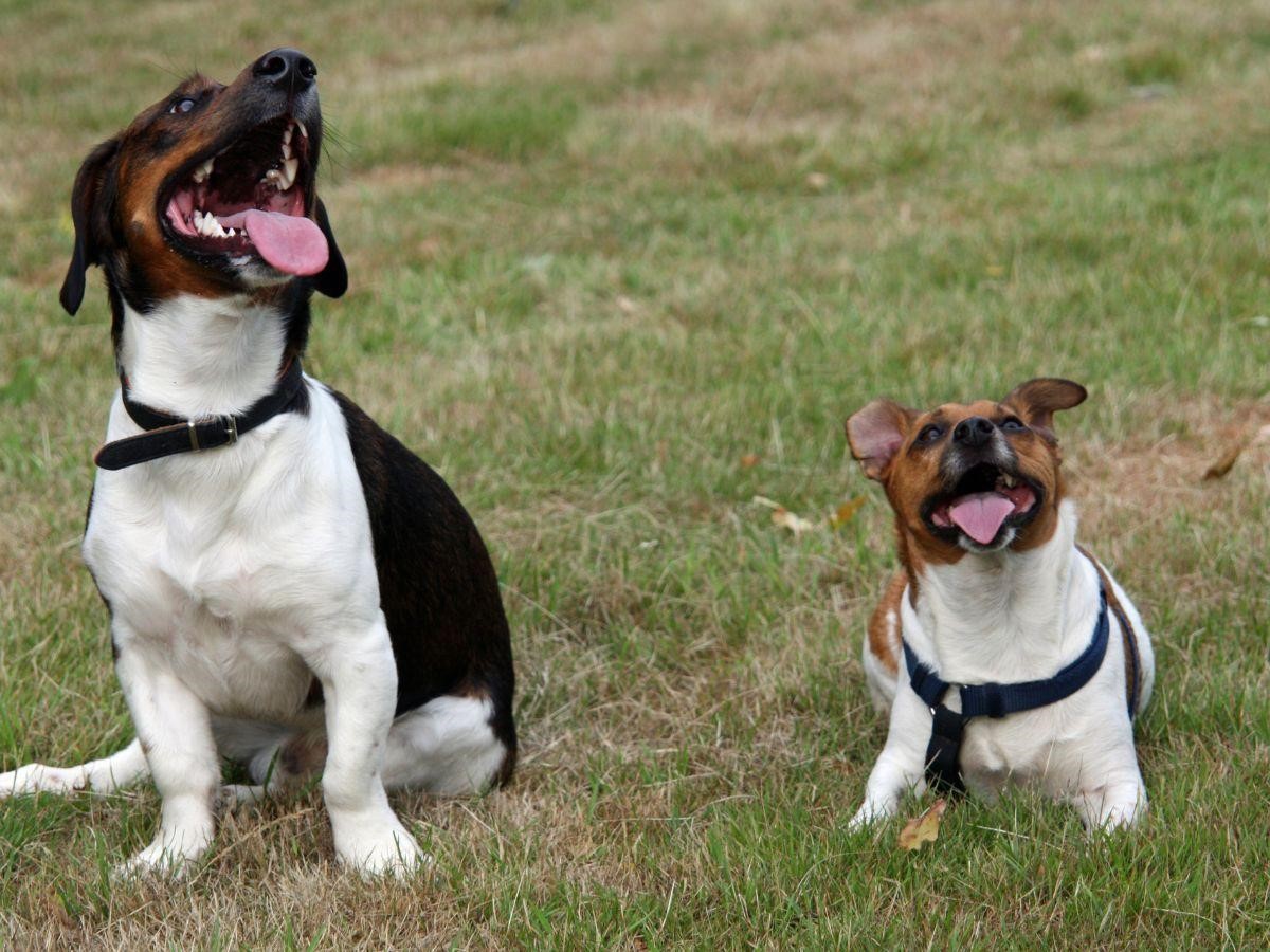 Jack Russell Terrier Dachshund Mix: Facts, Traits & Pictures! - Patmydoggie