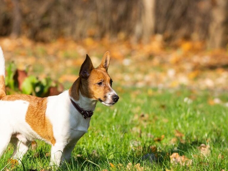 Jack Russell Terrier Dachshund Mix: Facts, Traits & Pictures! - Patmydoggie