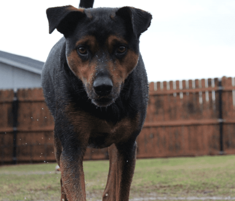 Doberman Pitbull Mix: A Full Guide - Patmydoggie